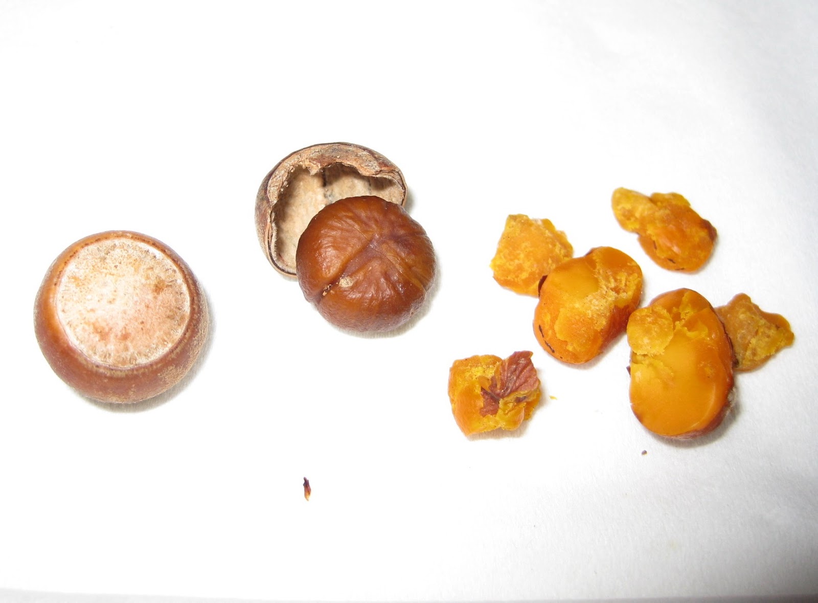 Foraging Texas: Woods