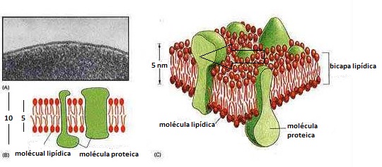 Ciencias Biológicas 4to año: Membranas biológicas. Su organización