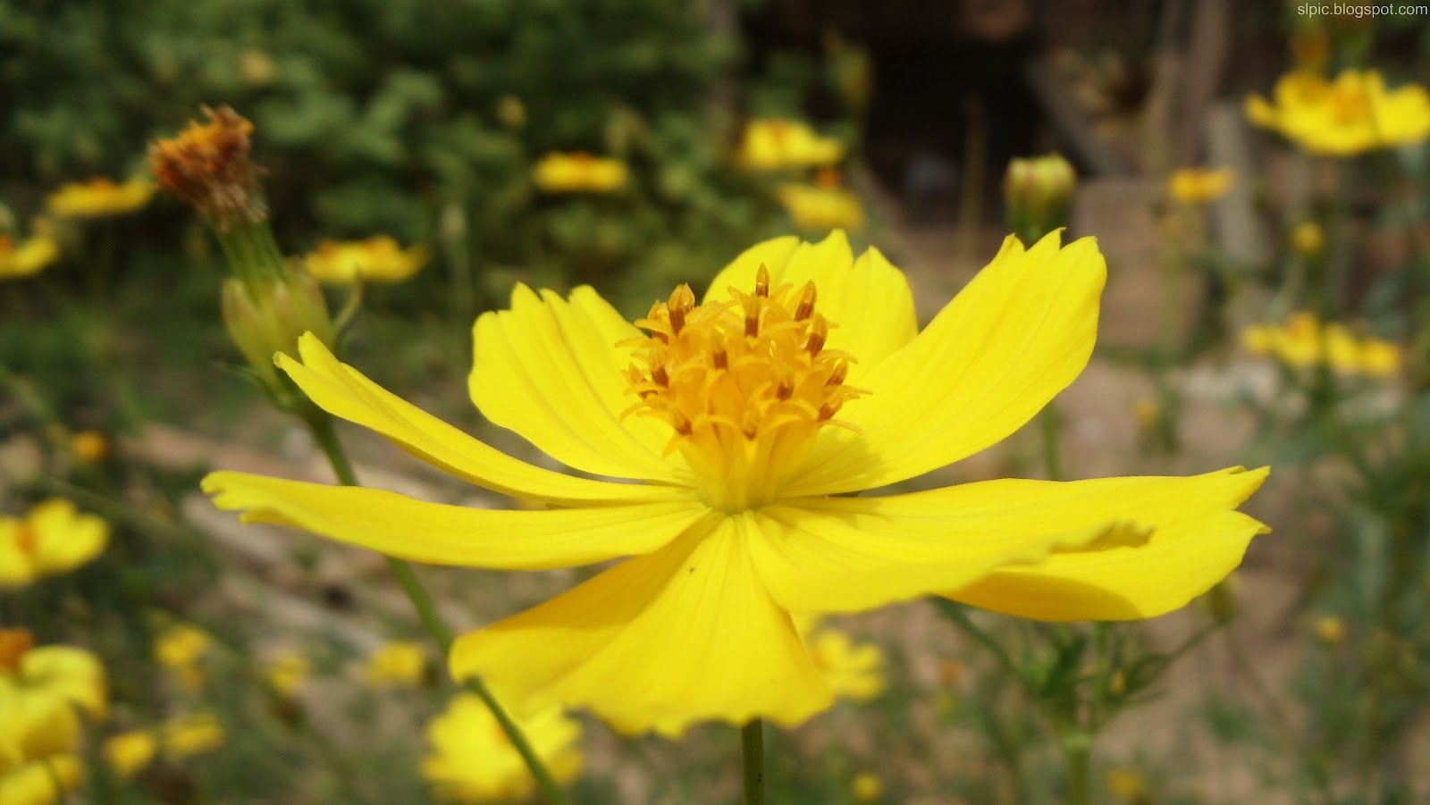 Srilanka Nature Wallpapers: Srilanka Various Flowers And Nature Set 1