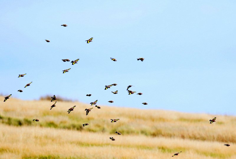 WEST YORKSHIRE BIRDING: A true taste of Visible Migration. Fly Flatts ...