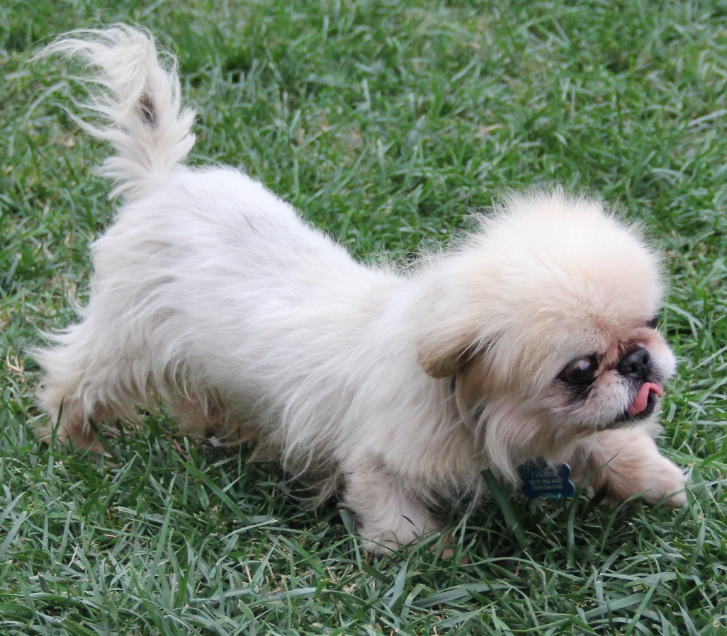 White Chubby Pekingese