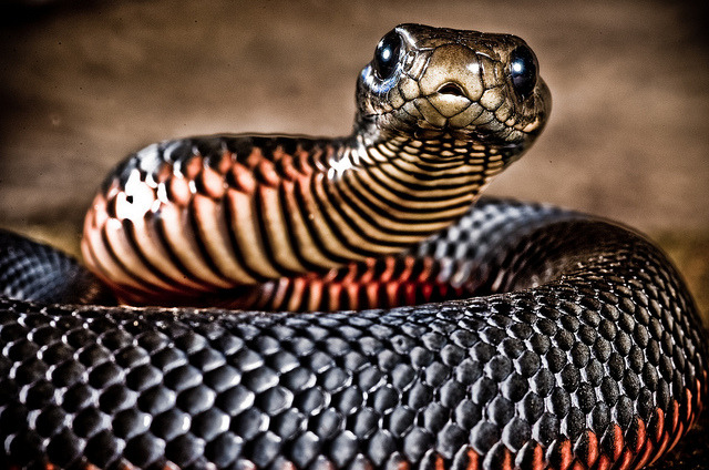 9 of the World’s Deadliest Snakes - Animal Encyclopedia