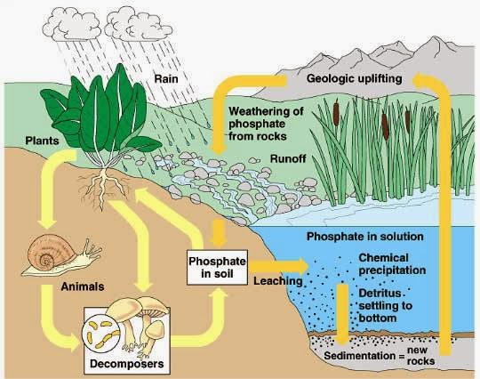 Le biotope du Brocoli et la régénération du phosphore dans les sols ...