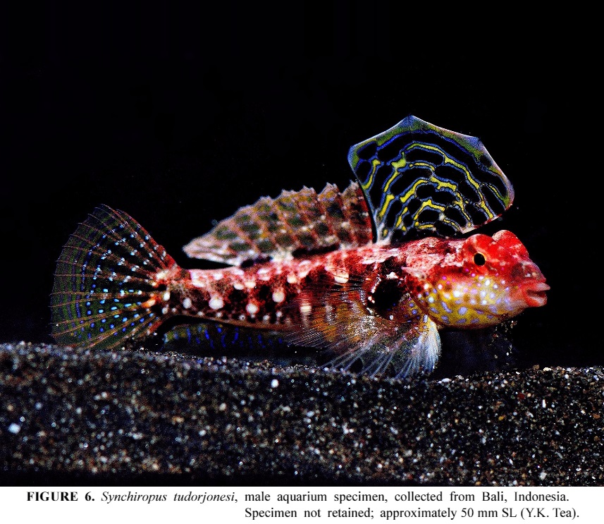 Species New to Science: [Ichthyology • 2016] Synchiropus sycorax • A ...