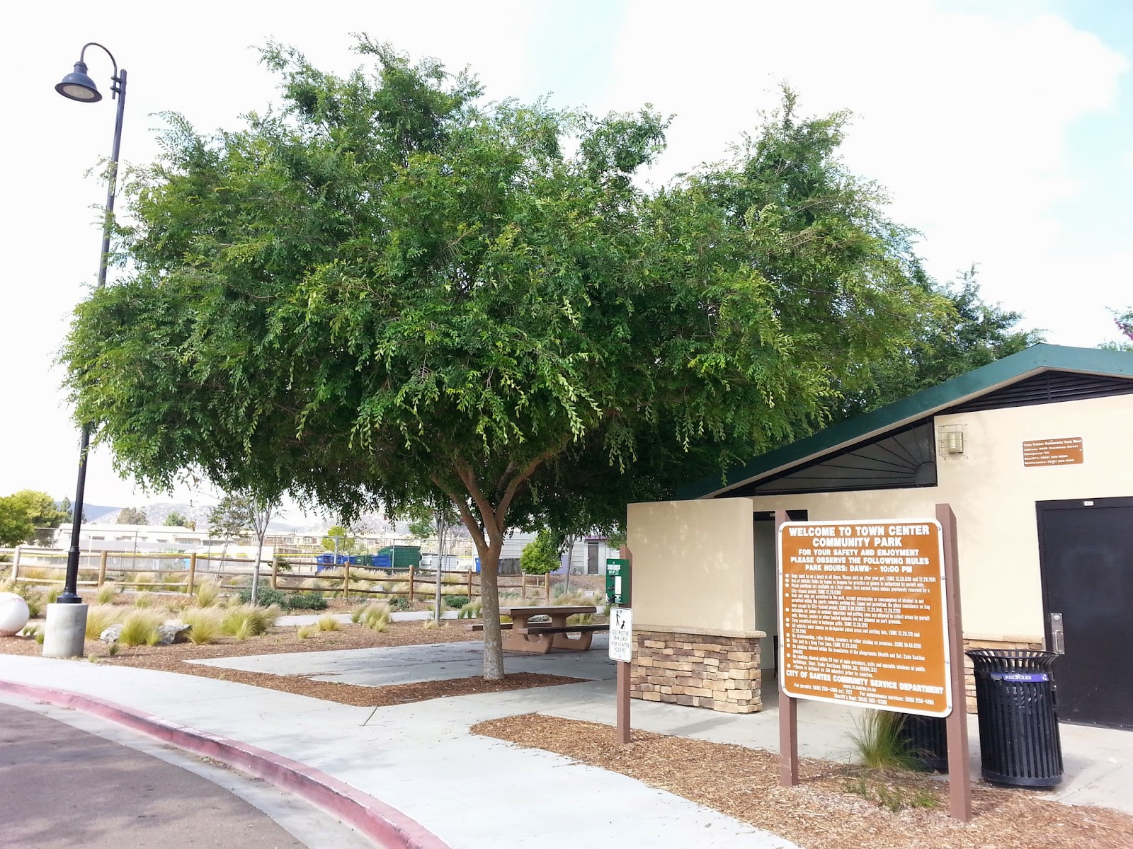 The 2 Minute Gardener: Photo - Chinese Elm (Ulmus parvifolia)