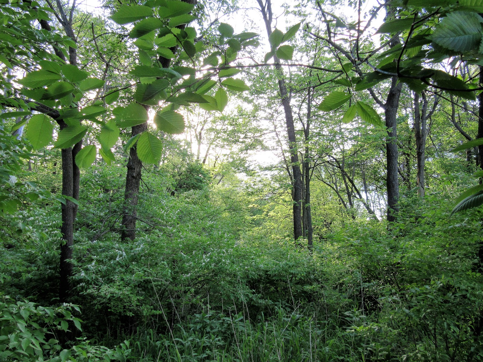 The Hoge Home Place ~: Certified Backyard Wildlife Habitat!