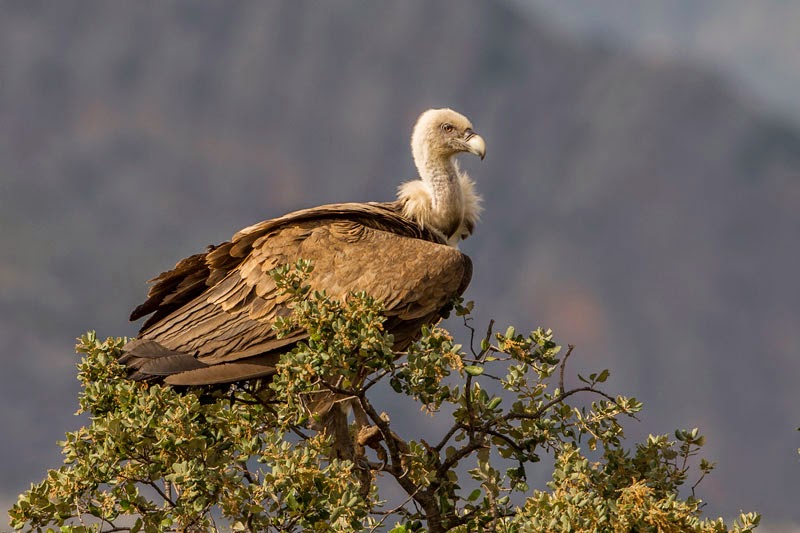 Bird Guide: Birding Málaga - Andalucia Spain