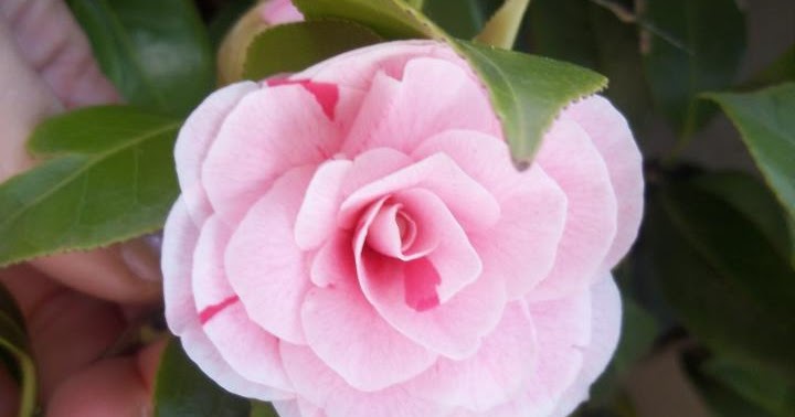 Un fiore semplice: Le camelie (camellia japonica)