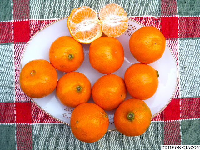Blog do Viveirista: Mexerica Montenegrina - Citrus deliciosa