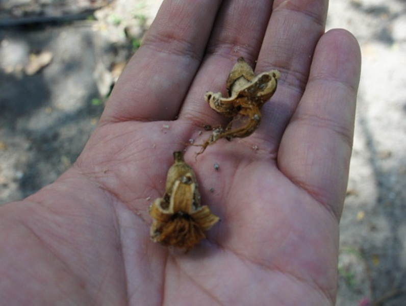 OUR PHILIPPINE TREES: The Boholano Banilad