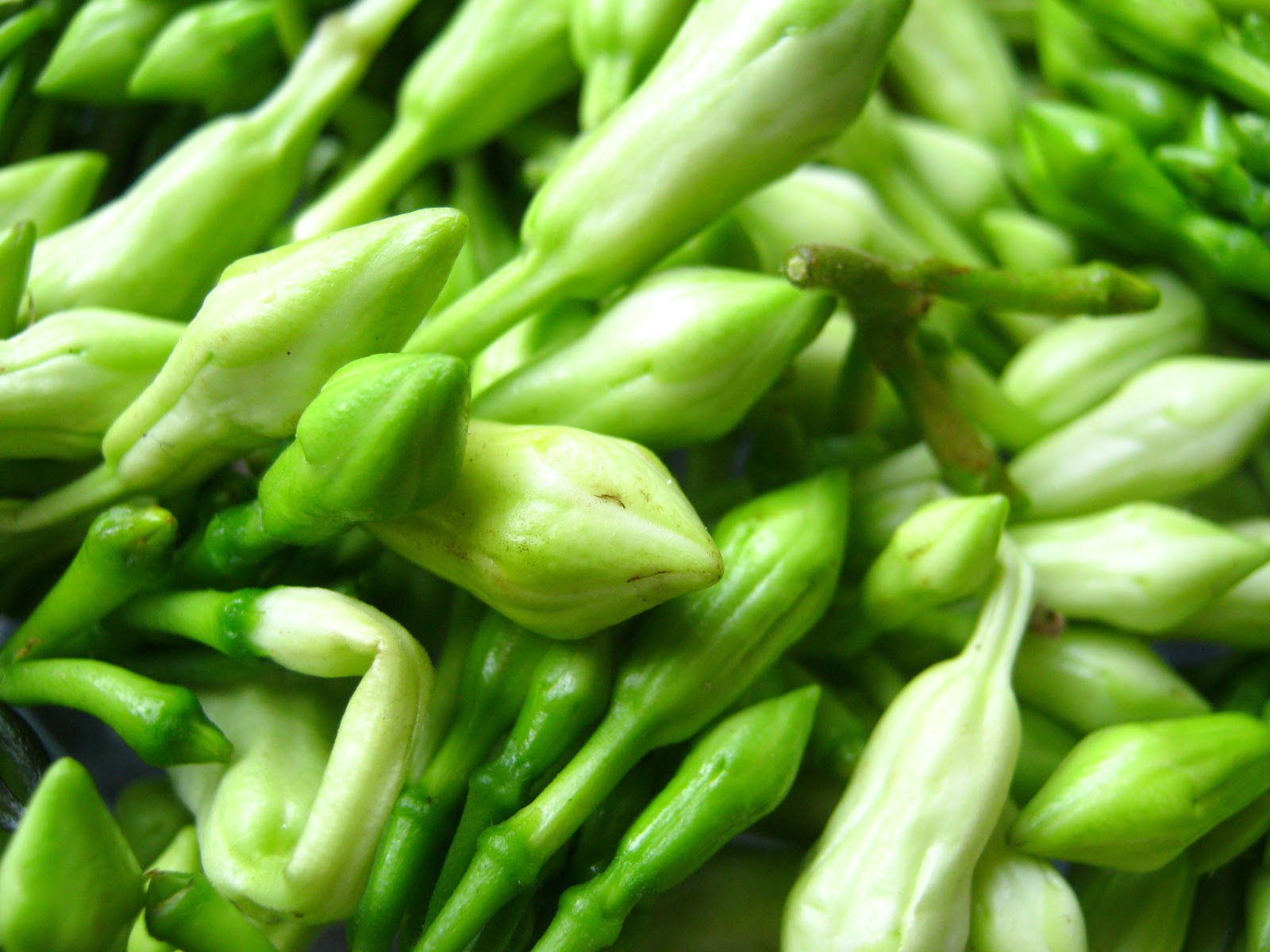 Chipilines, Lorocos, Pacayas, Flor de Izote y Pitos, propiedades ...