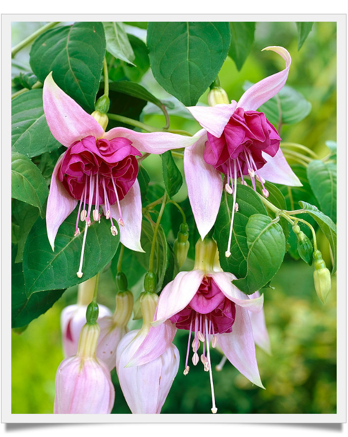 tra orto e giardino: Le Fuchsie, le Specie, Parte seconda