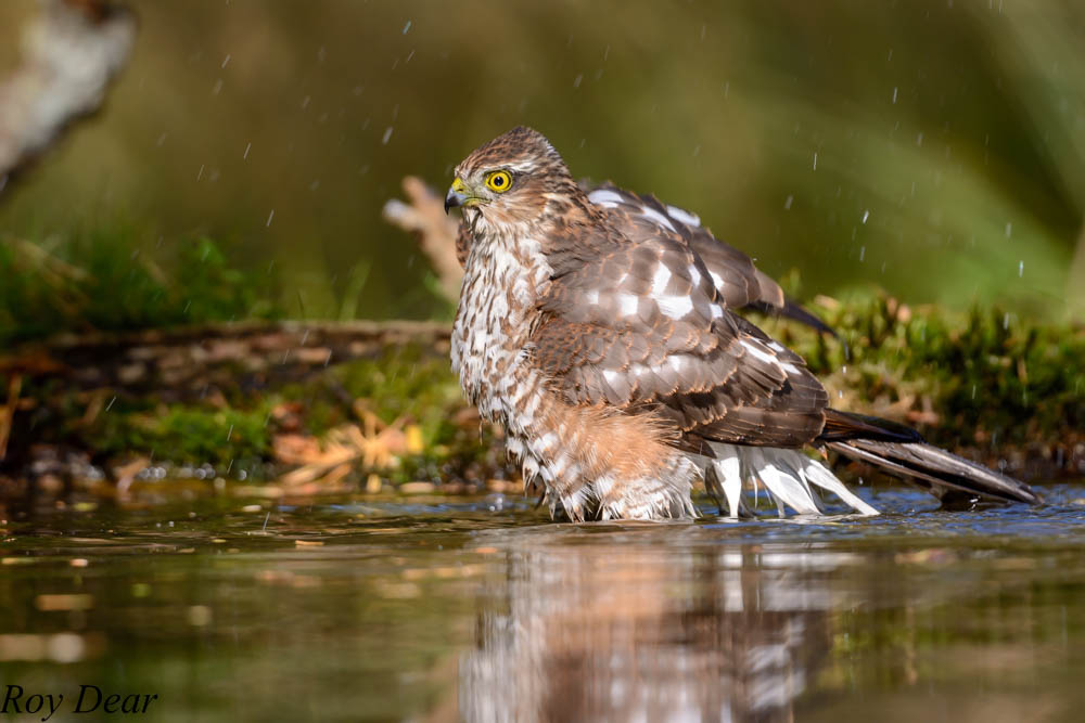 Foto's: Sperwer in bad