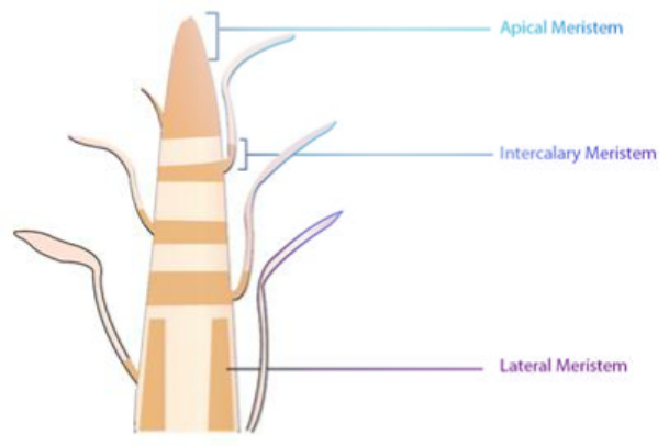 Biology: August 2020