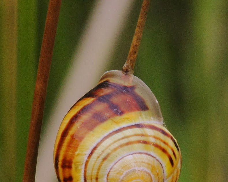 Raw Birds: WHITE LIPPED SNAIL / GARDEN BANDED SNAIL (Cepaea hortensis ...