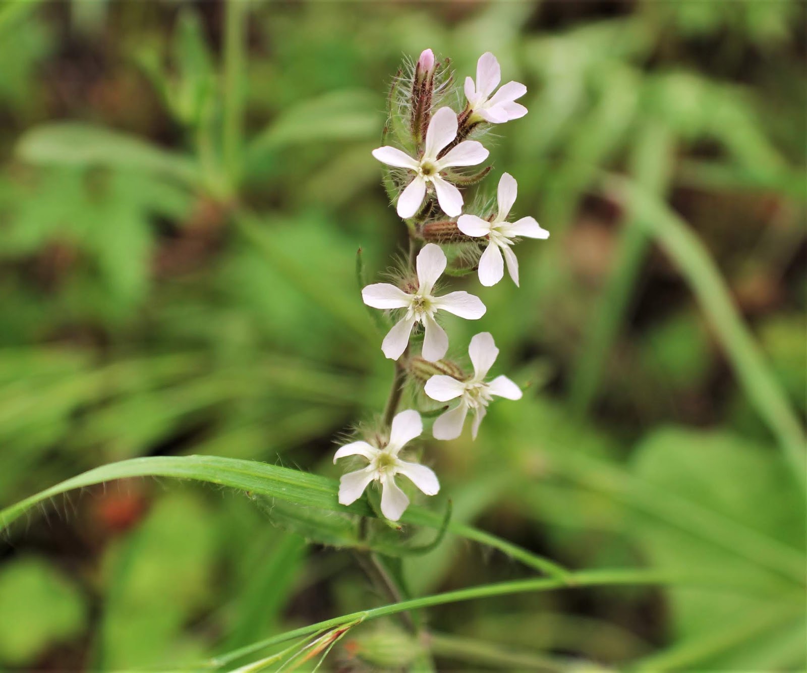 Silene na Europa - Silene in Europe