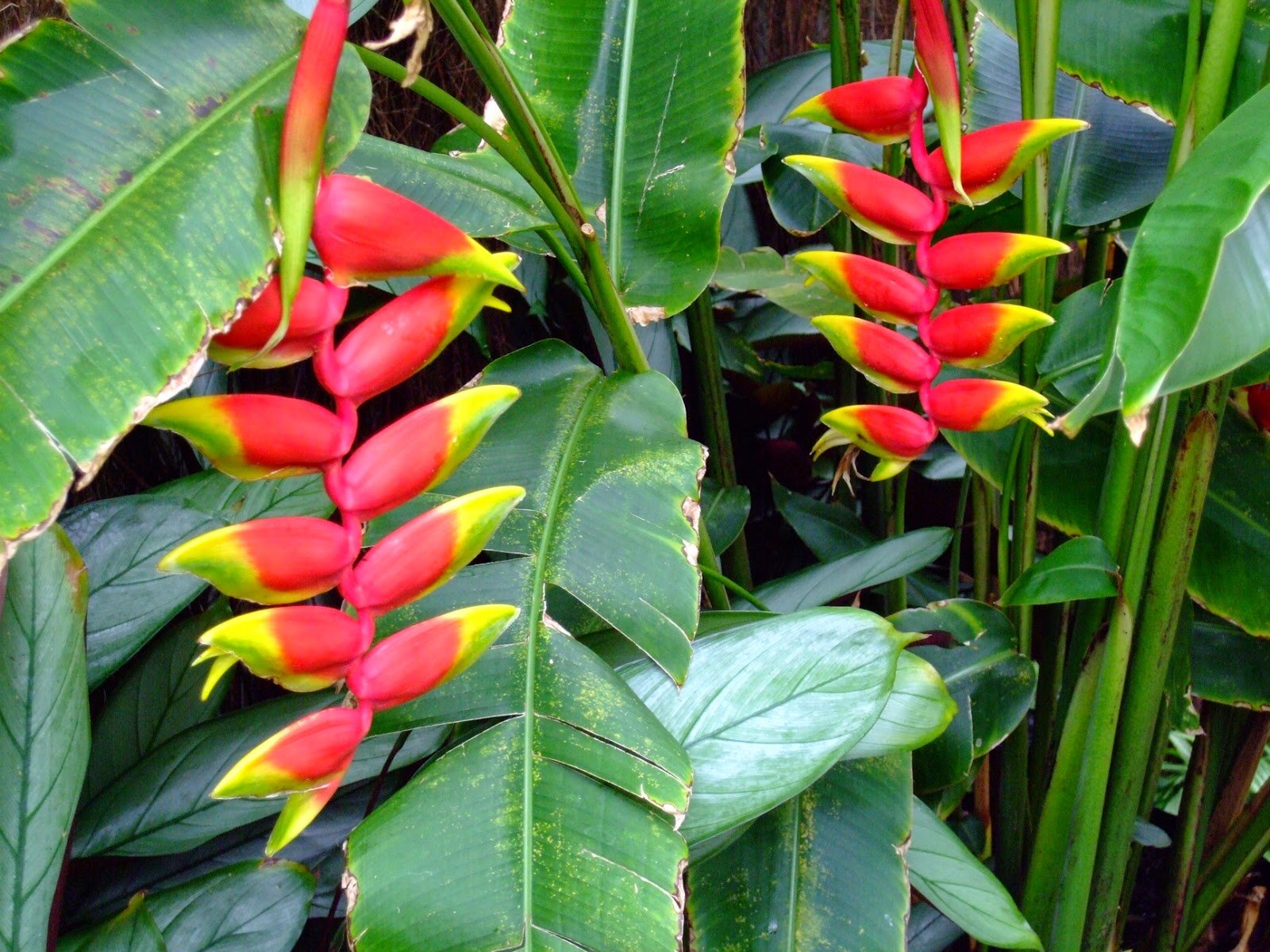 NixPixMix: HELICONIA ROSTRATA
