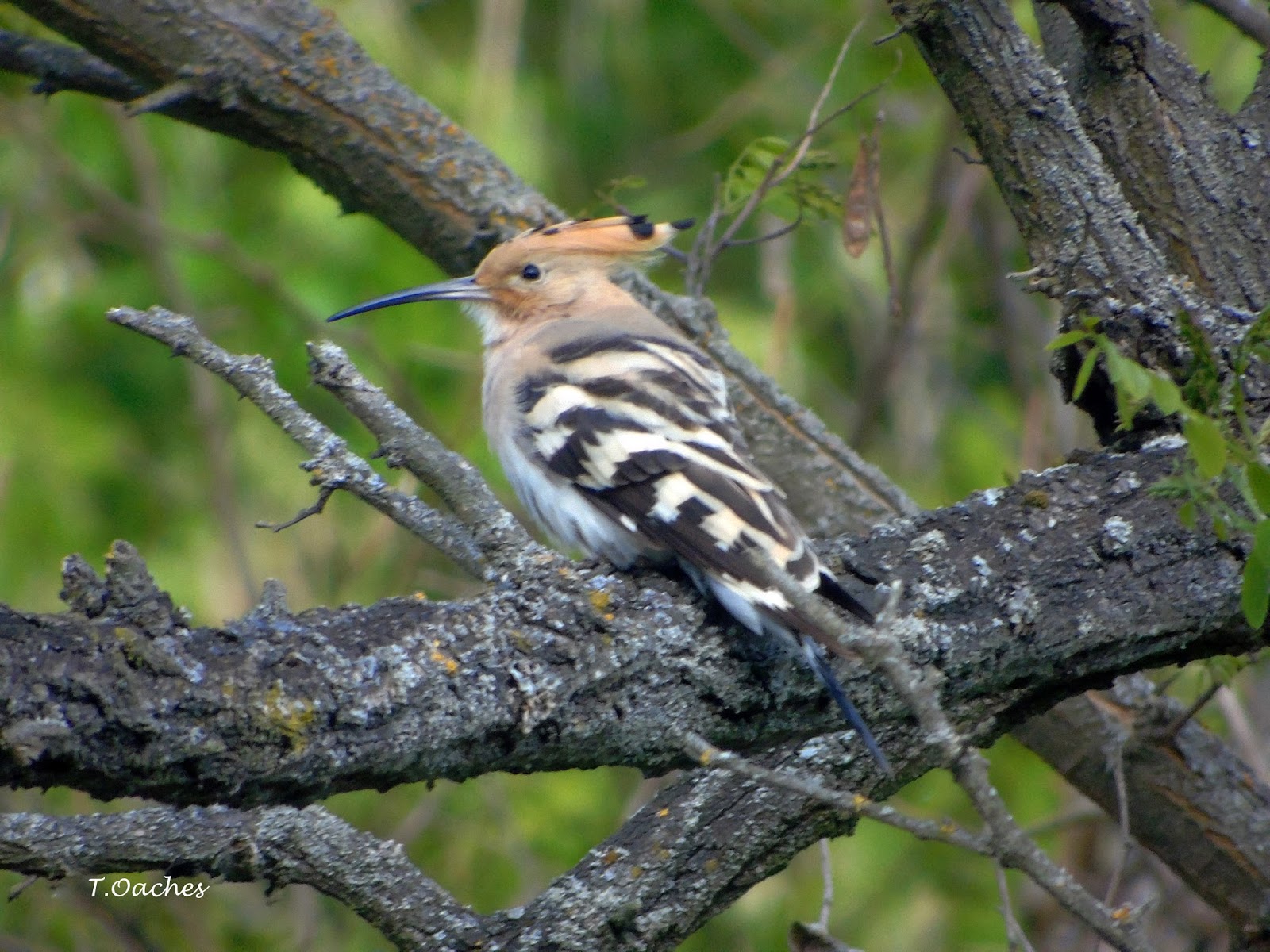 PASARI DIN ROMANIA: PUPAZA, Upupa epops