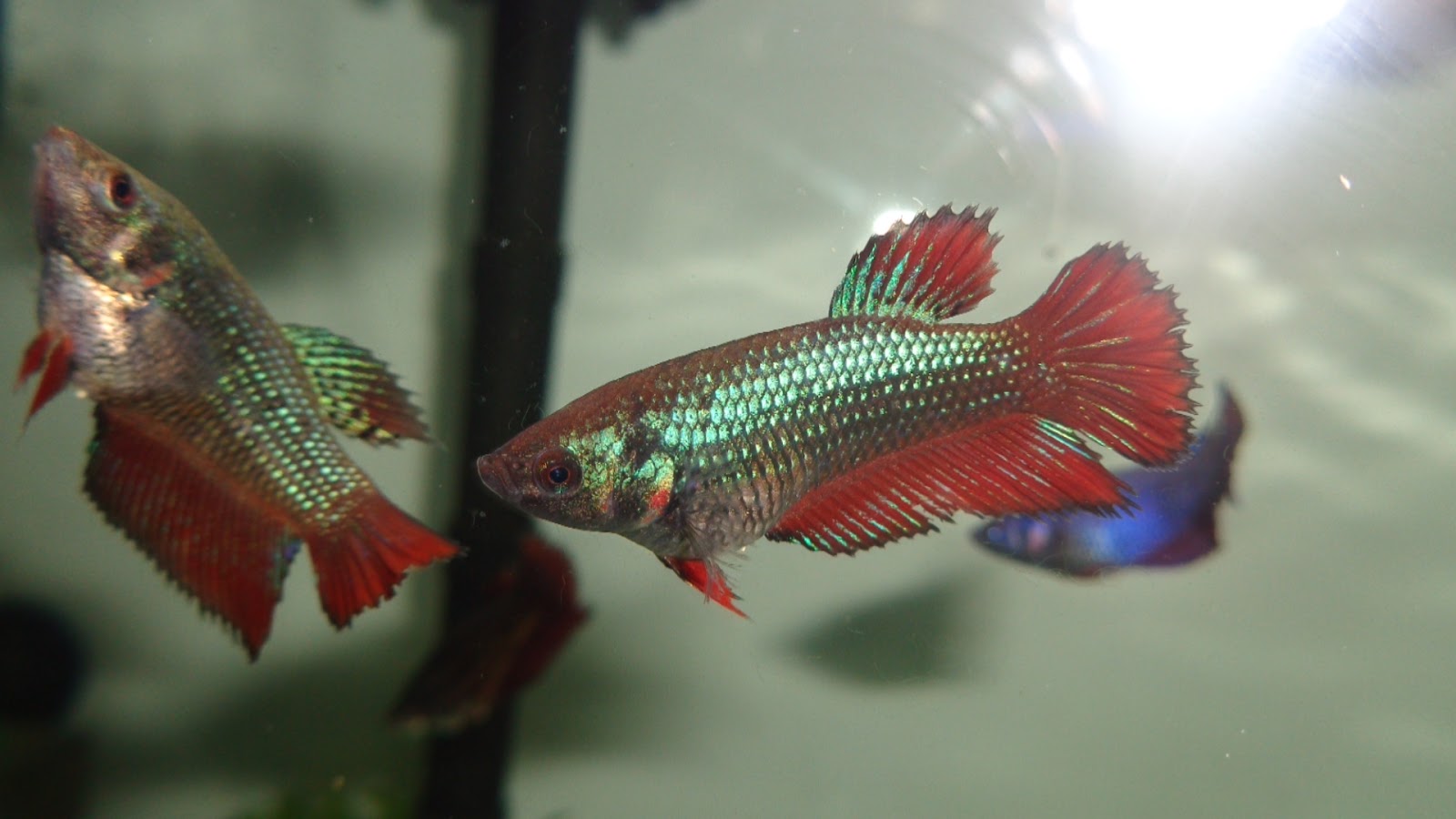 Vand Betta: Betta femele verde rosu metalice (A4Fgr)