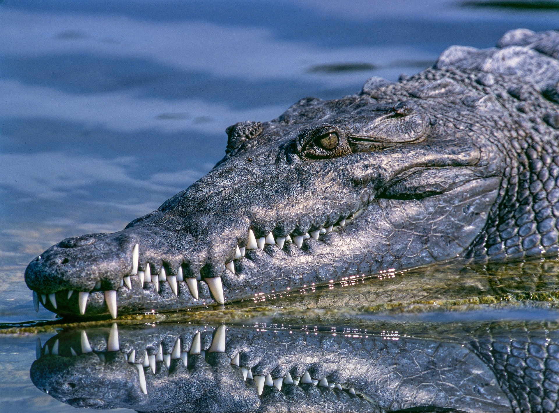 The 10 MOST DANGEROUS Animals In The World the-10-most-dangerous-animals-in-the-world