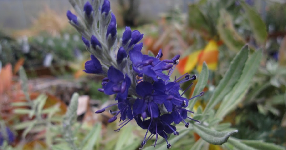 Arrowhead Alpines Blog: Plants of Portland