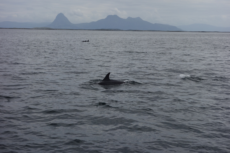 SPEKKHOGGER´N: Springere i Lovundviken