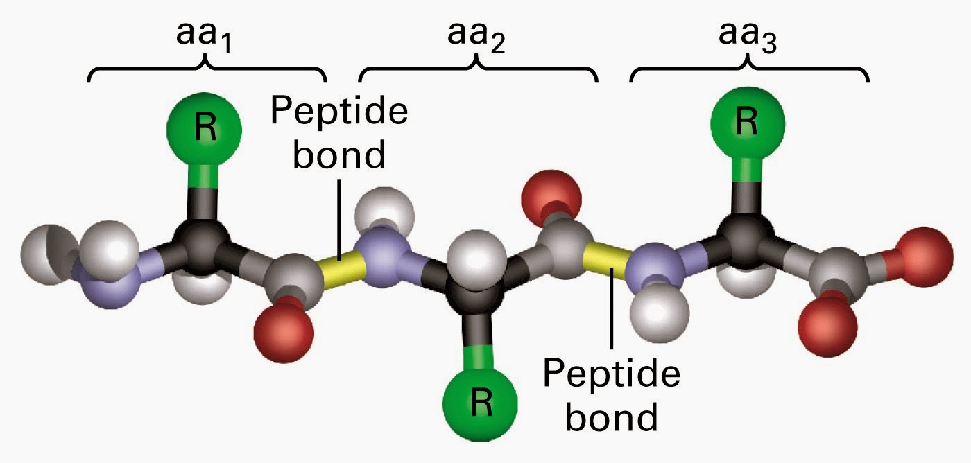 Propanona: Estructura jerárquica de las proteínas.
