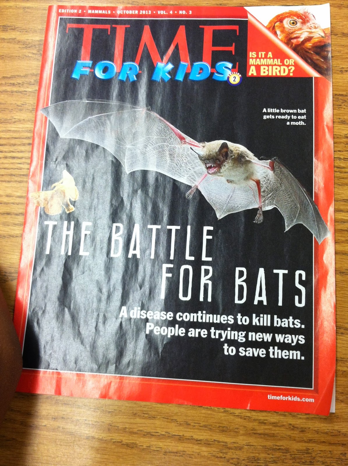 Team J's Second Grade Fun: Using Time for Kids to Learn About Bats