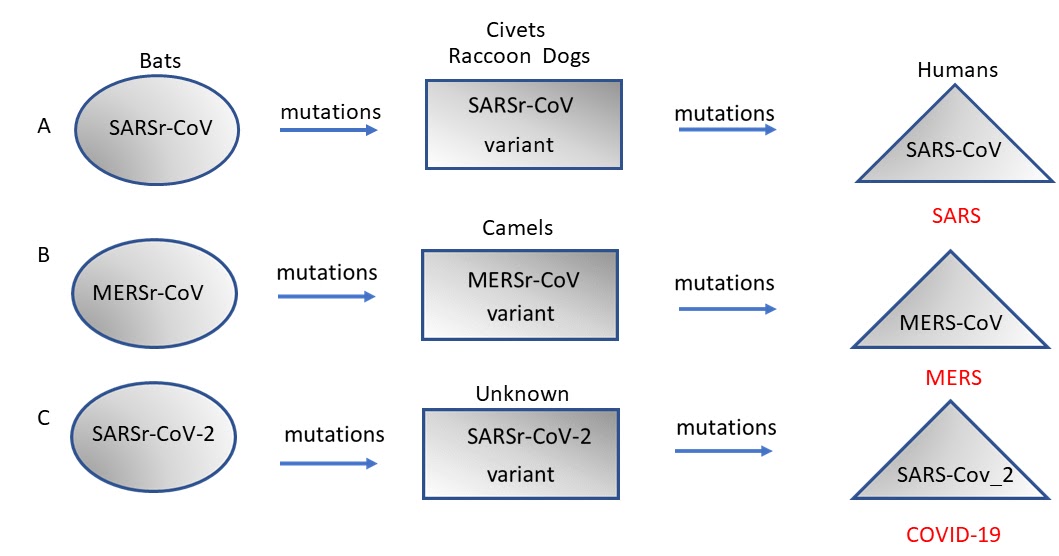 Corona virus : Origin of corona virus and its symptoms