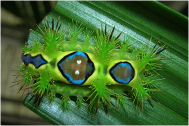Membangun Perkebunan Kelapa Sawit: Hama Ulat Api