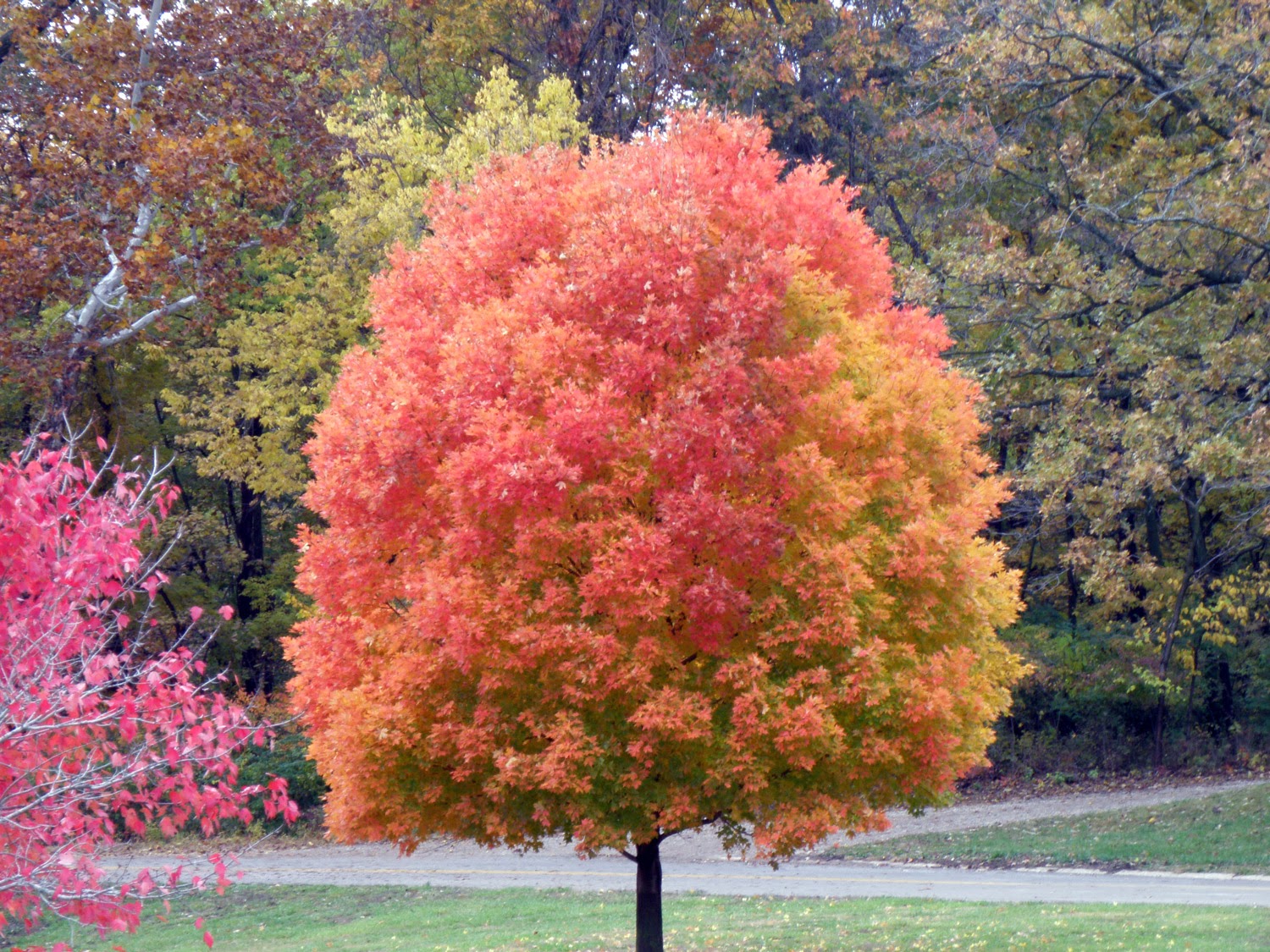 Kansas City Kansan: PHOTOS: Fall foliage at Wyandotte County Lake