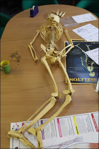 Daisy and Iris: A Cardboard Skeleton