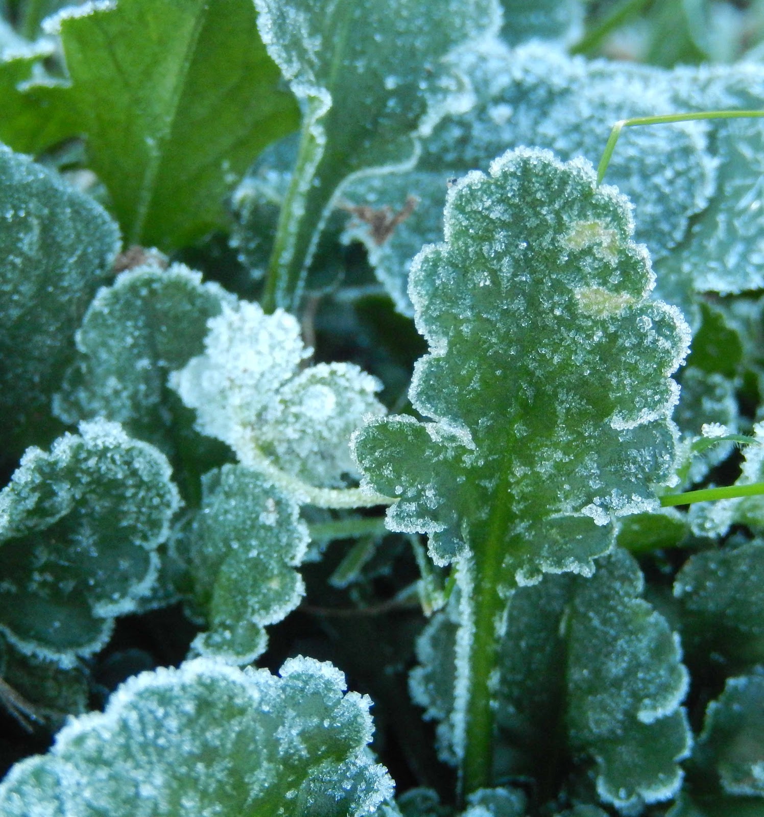 Cat Patches: Freeze, Froze, Frozen, Freezing