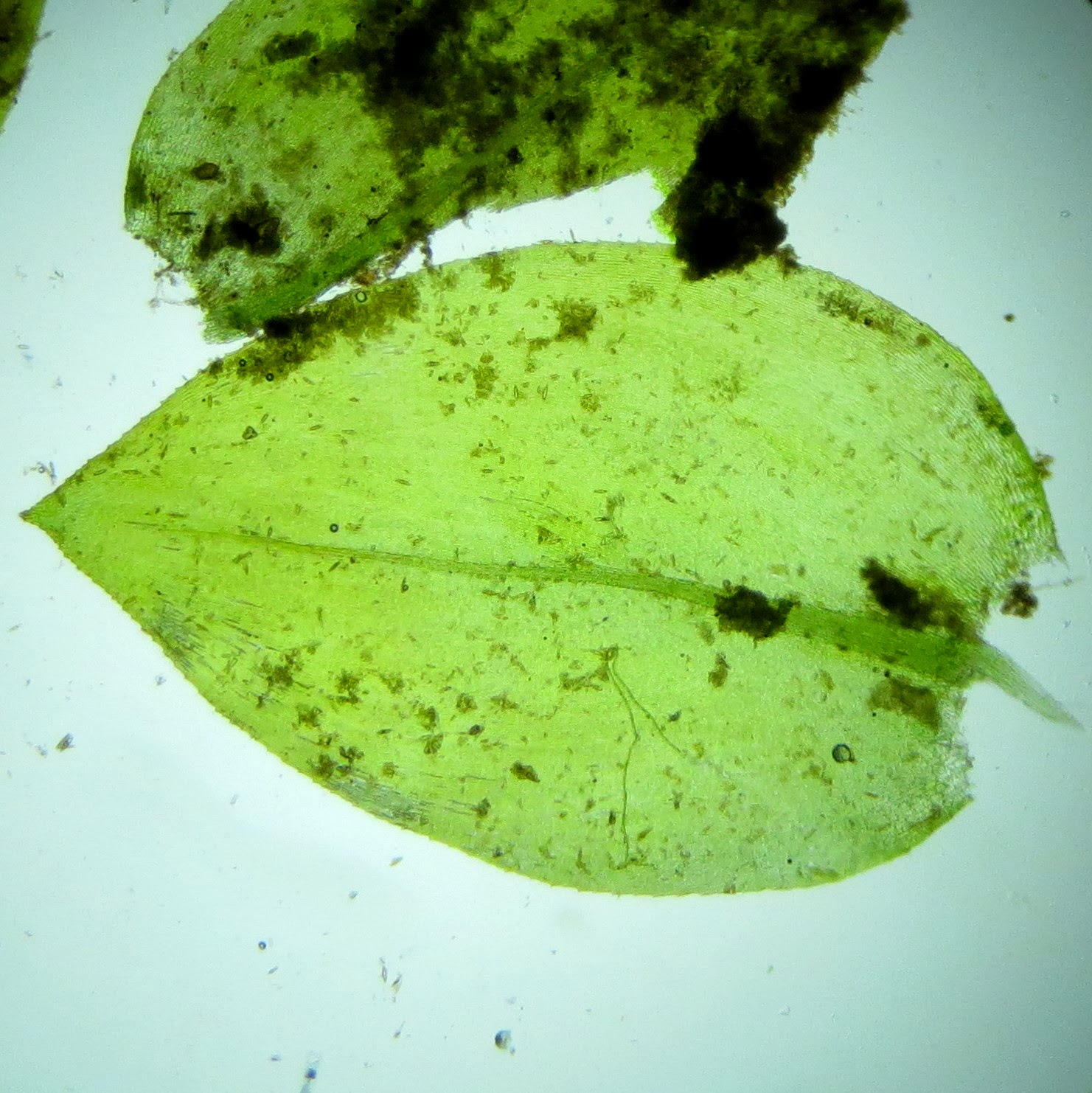 Bryo Bits: Platyhypnidium riparioides at Cullaloe LNR