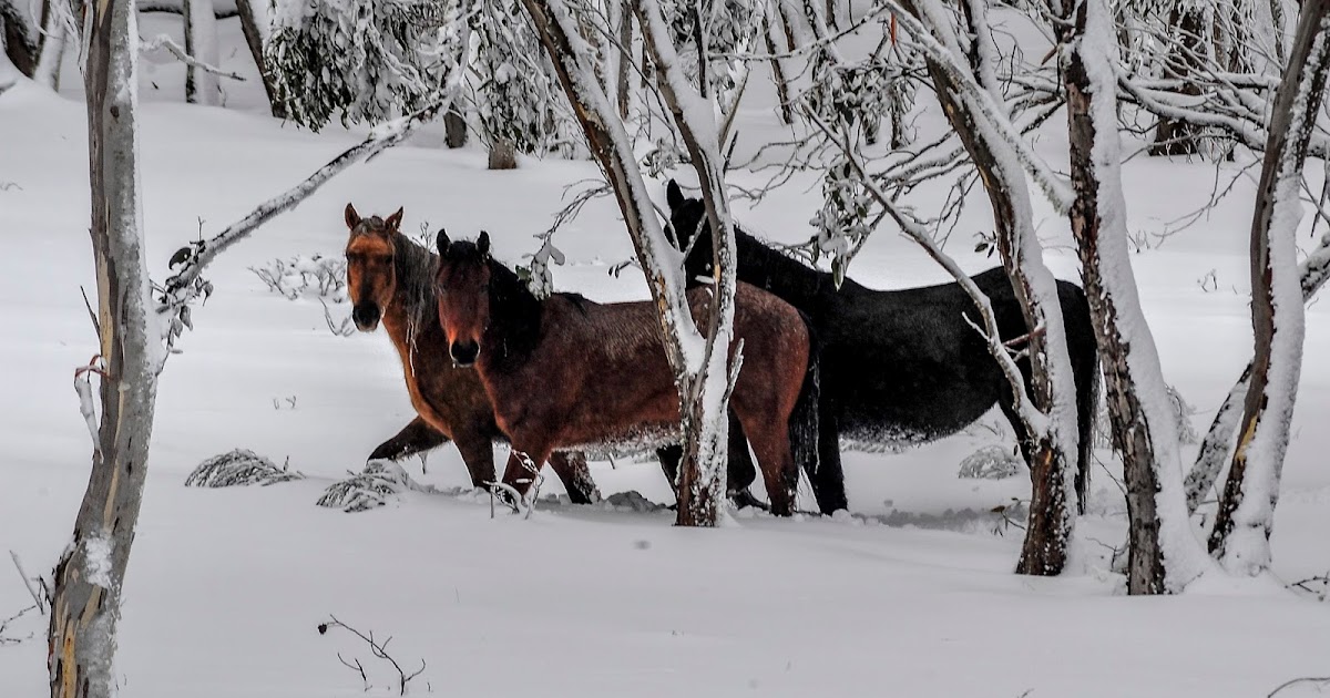 The Ngarigo, Djiringanj and the Brumby