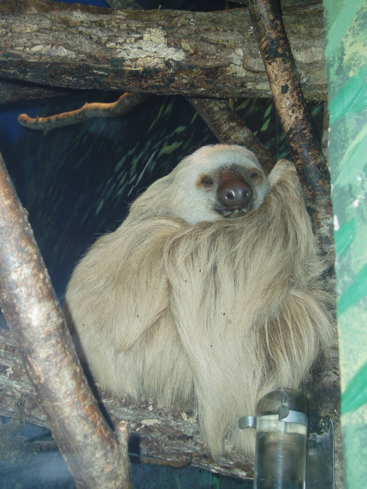 tembel hayvan - BilginCin