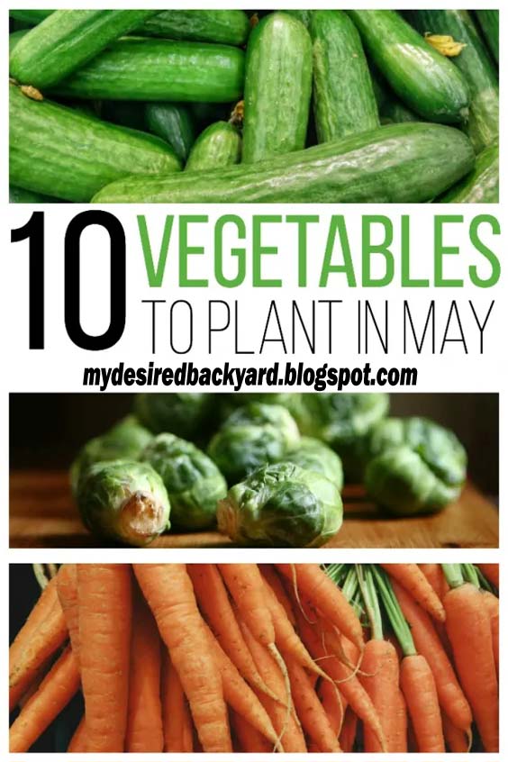 Best Gardening Tips and Tricks for Beginners | Monthly Gardening Guide