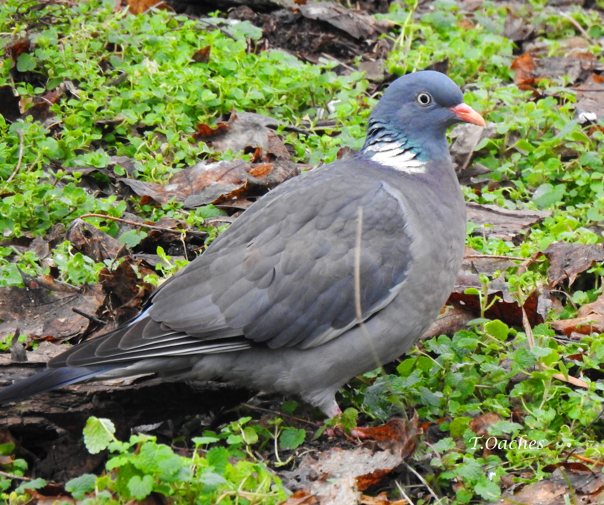PASARI DIN ROMANIA: PORUMBEL SALBATIC GULERAT, Columba palumbus