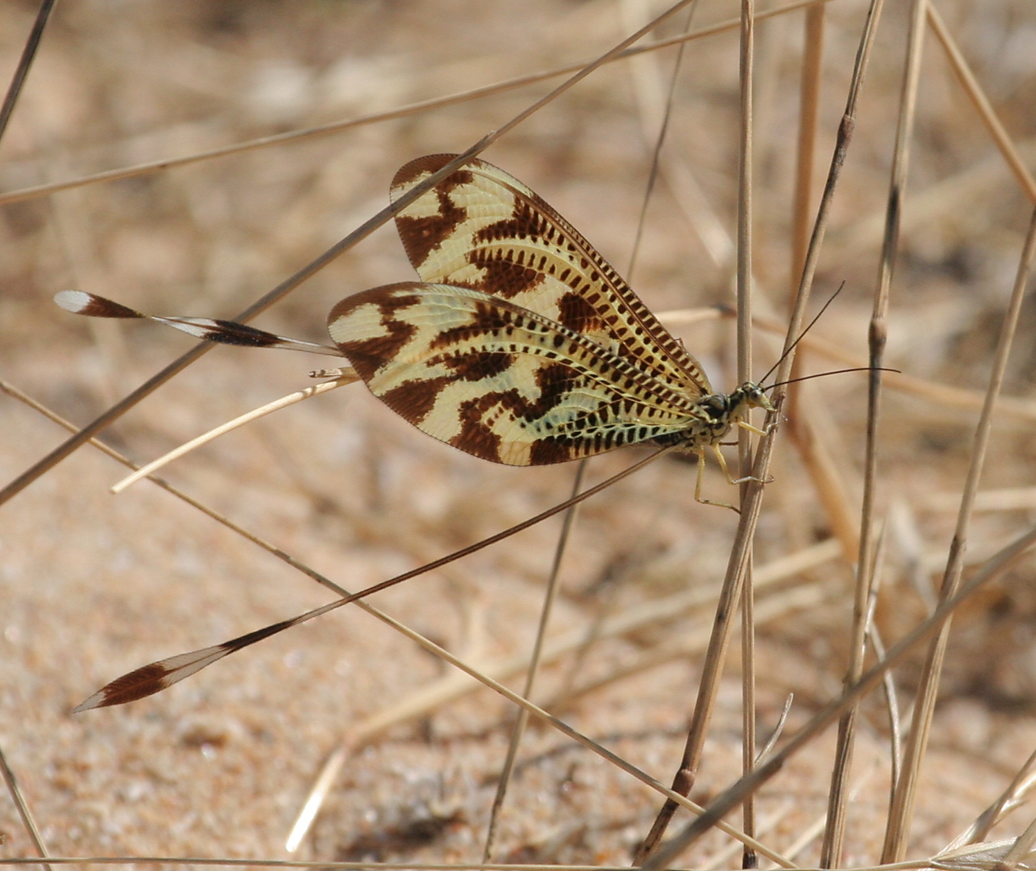 Real Monstrosities: Spoonwing