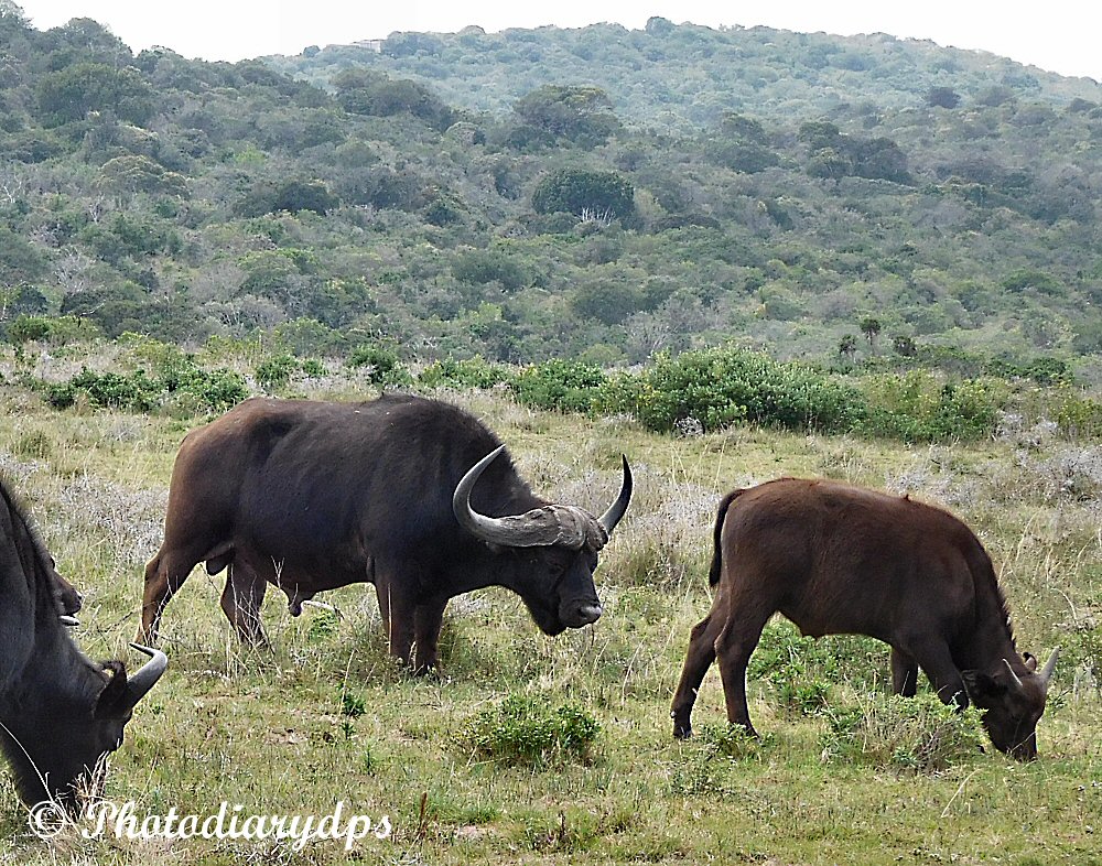 PhotoDiary: Photos taken while in Africa - because of poaching I am not ...