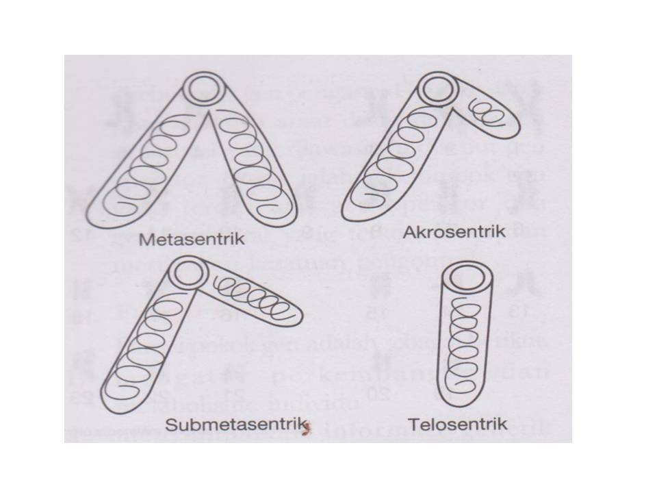 Easy To Learn BIOLOGY: LAPORAN MATERI GENETIK