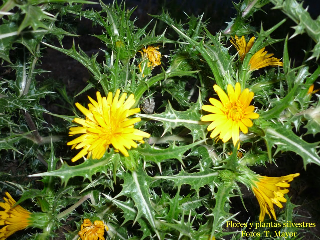 Flores y plantas silvestres: " Scolymus hispanicus ". Cardillo, Cardo ...