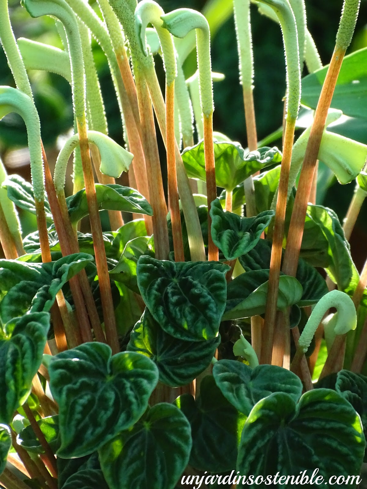 agencia Suri semiconductor cuidados planta cola de raton Retirada Están ...