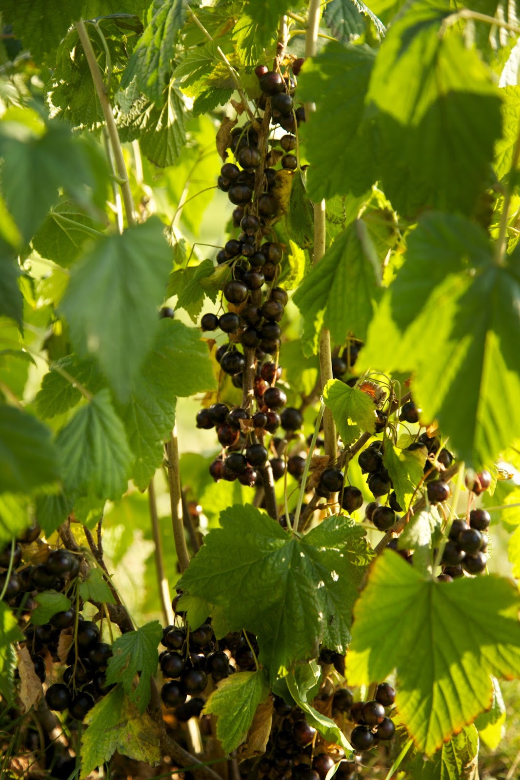 Muraste aed: Marjapõõsad 2013 suvel