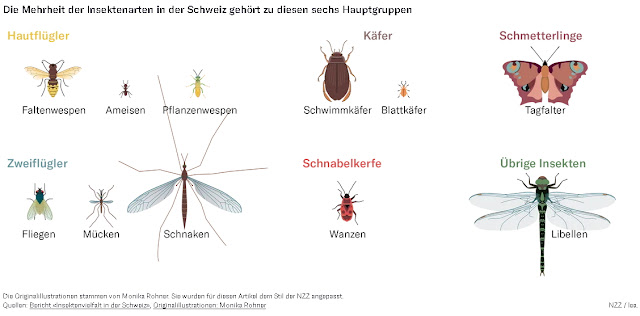 Die KSR Mediothek informiert: Insektenvielfalt in der Schweiz