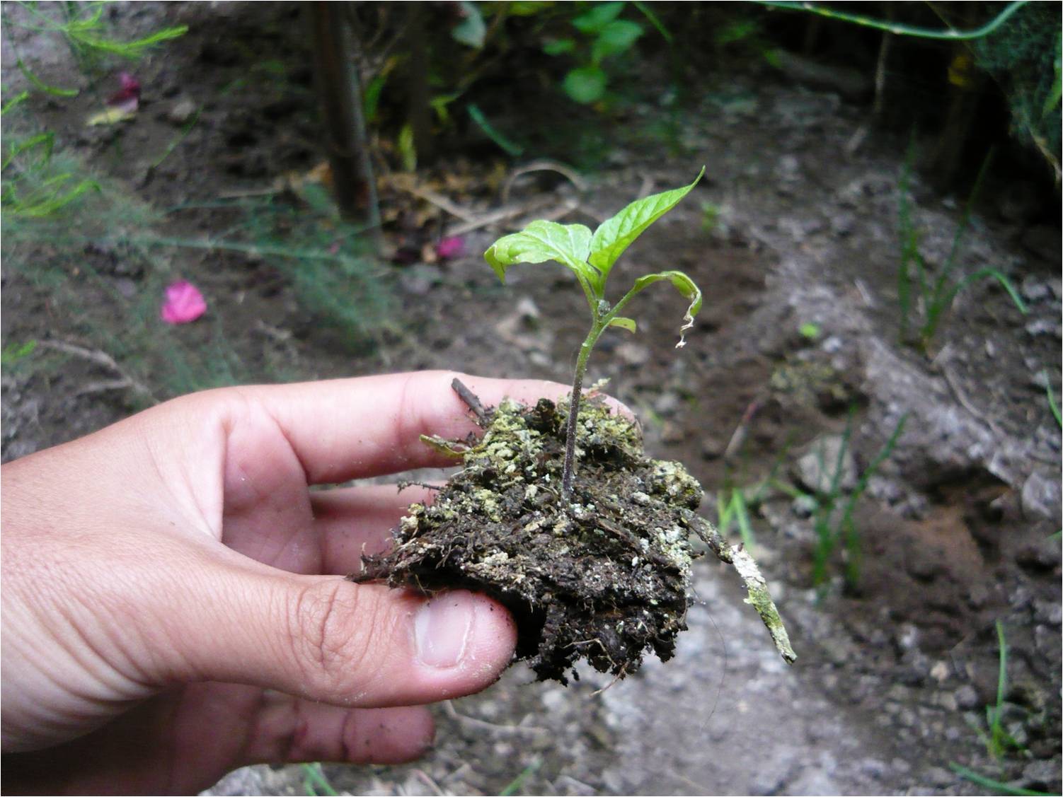 ALTERNATIVA ECOLÓGICA: TRASPLANTE