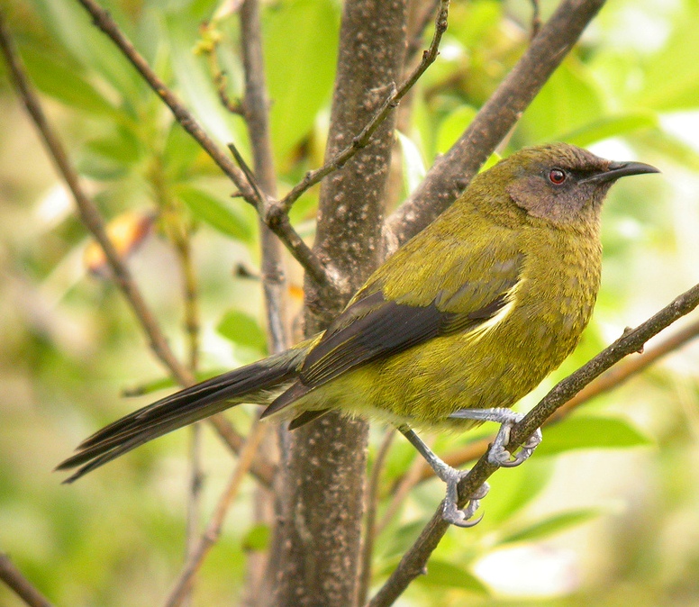 Birds of the World: New Zealand bellbird