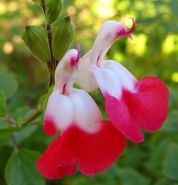 Garden Wink: DO YOU HAVE HOT LIPS? SALVIA MICROPHYLLA IS A WINNER