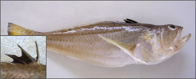 Monster Fish: WEEVER FISH