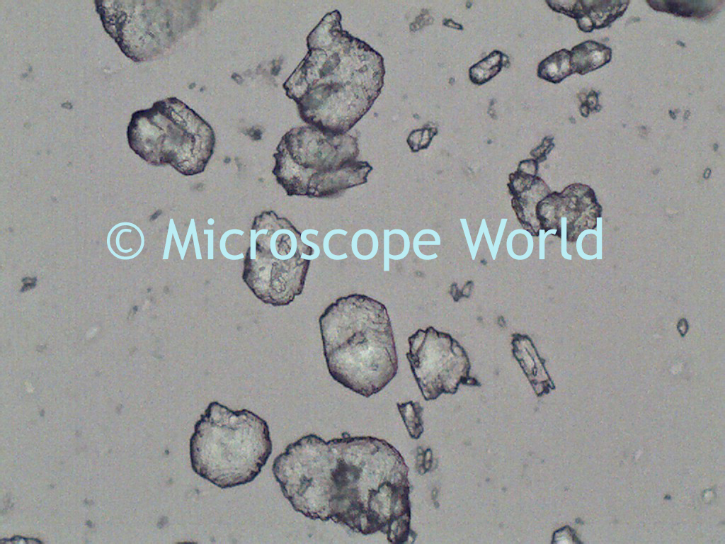 Microscope World Blog: Gypsum under the Microscope